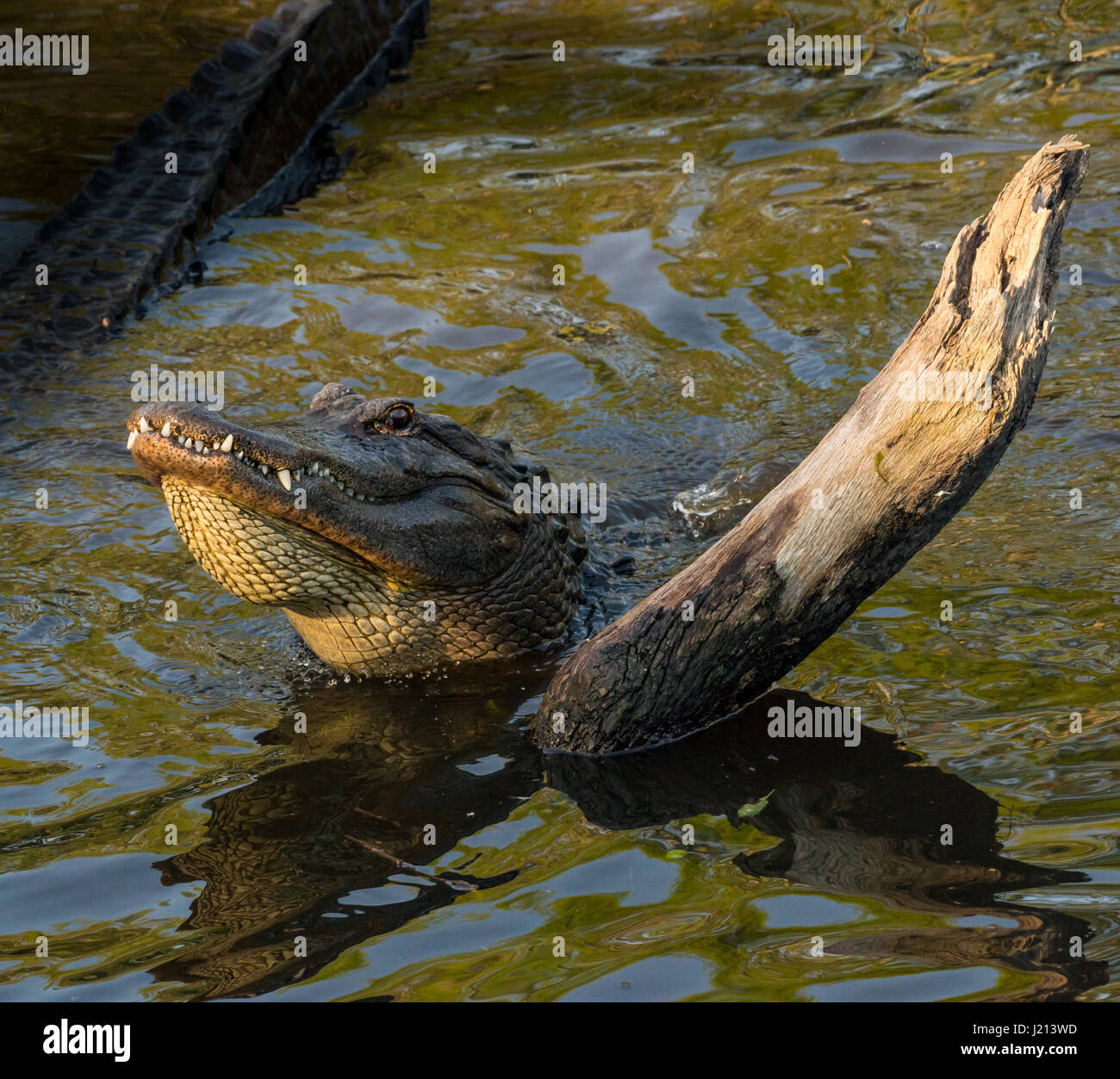 Artistic alligator hi-res stock photography and images - Alamy