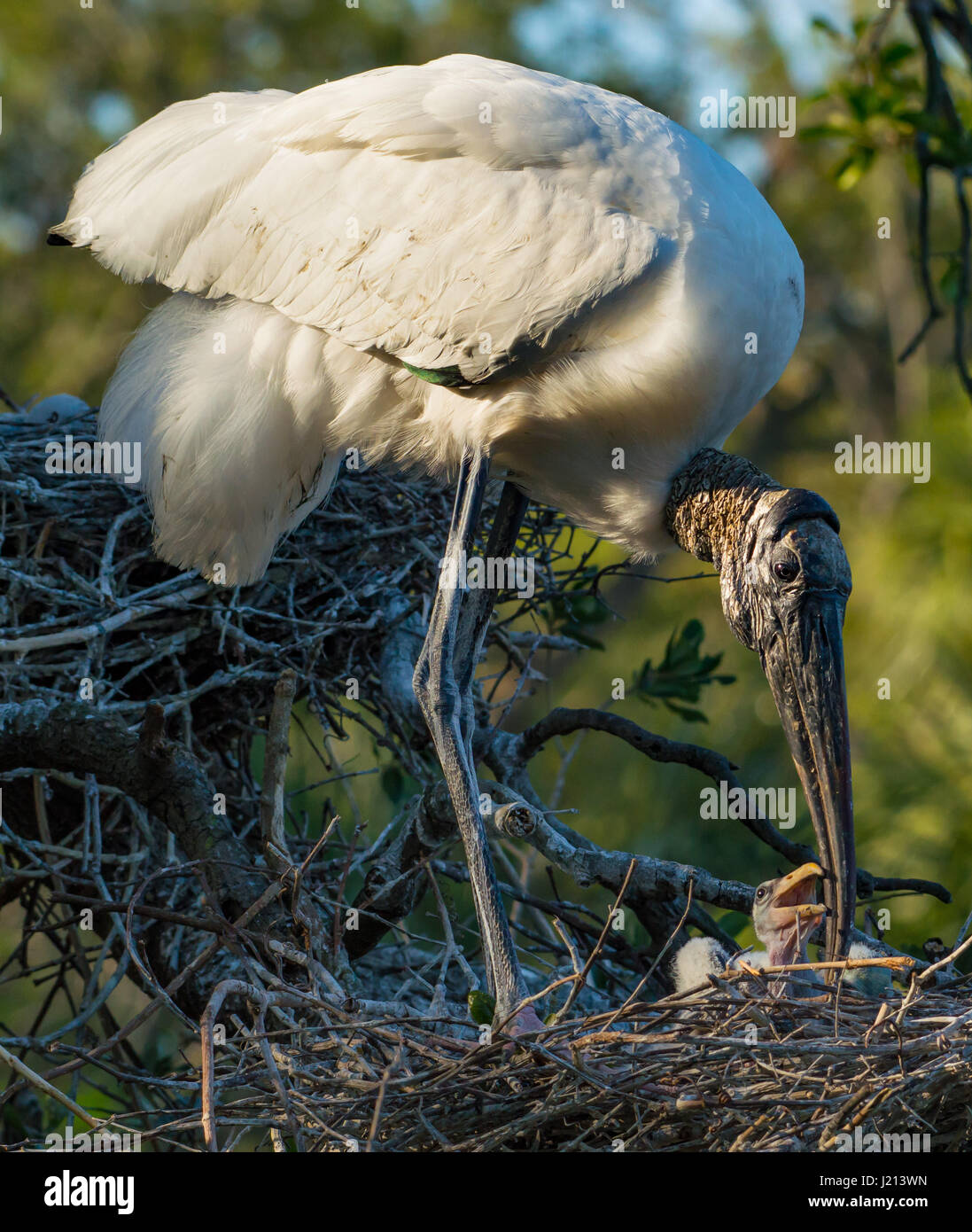 Wood stork chick hi-res stock photography and images - Alamy