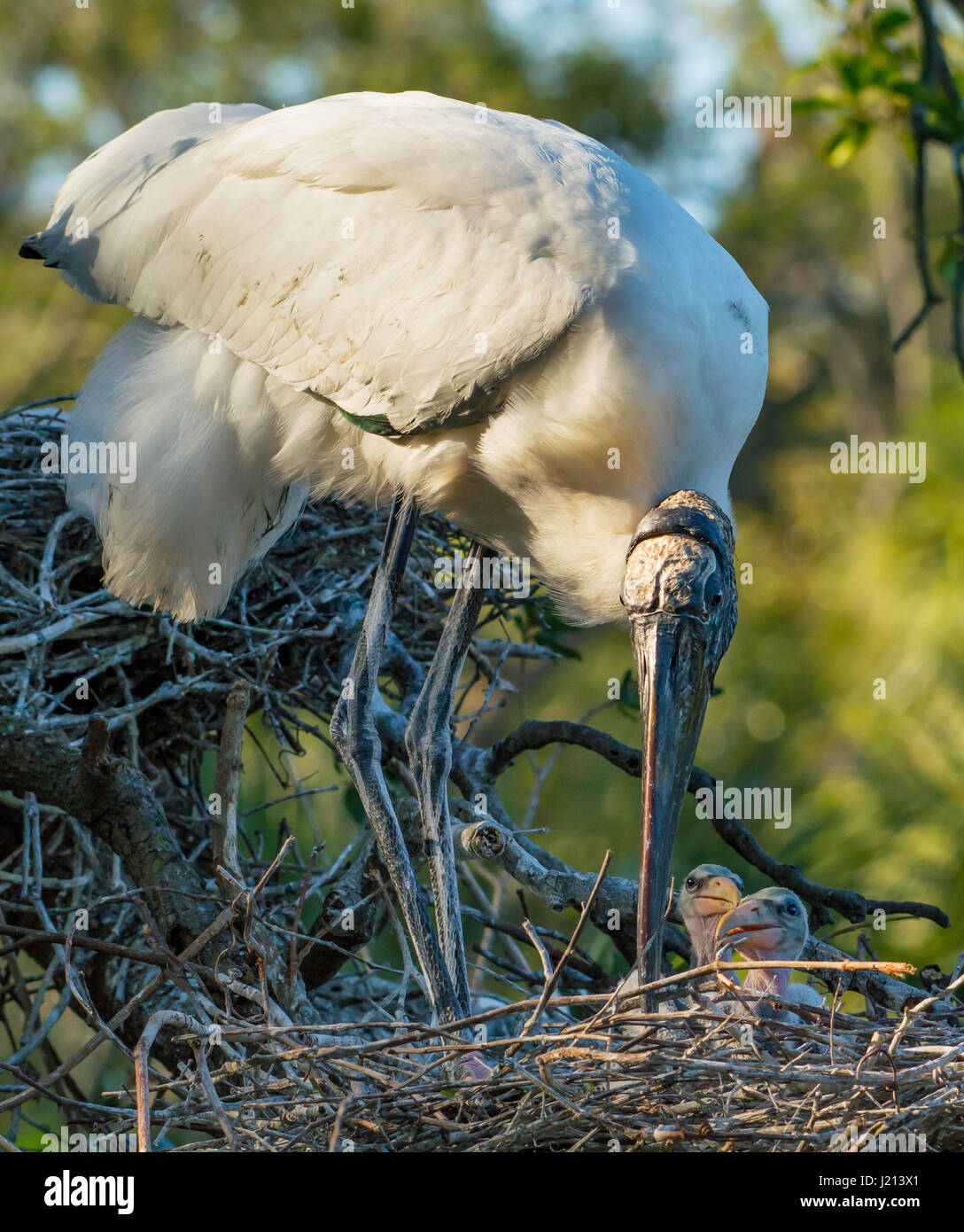 Nesting Wood Stork and Chicks Stock Photo - Alamy