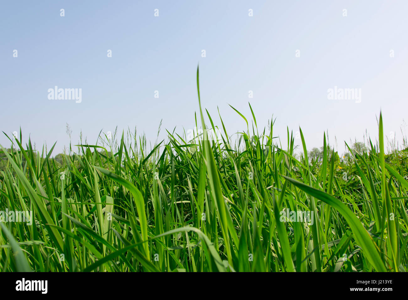 Sky background and green land hi-res stock photography and images - Alamy