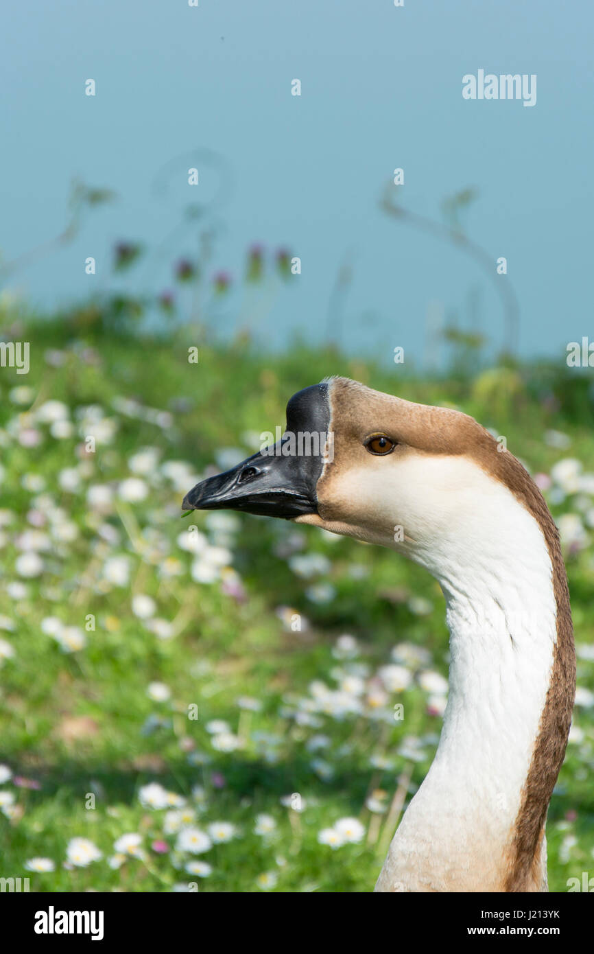Image of head goose on nature background Stock Photo - Alamy