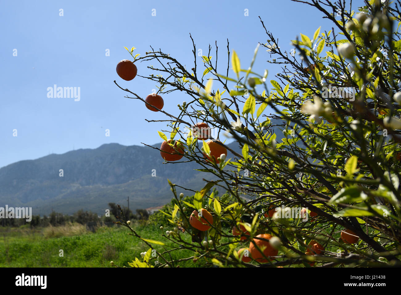 Oranges hanging in Orange tree with blue sky and Kyrenia mountain in ...