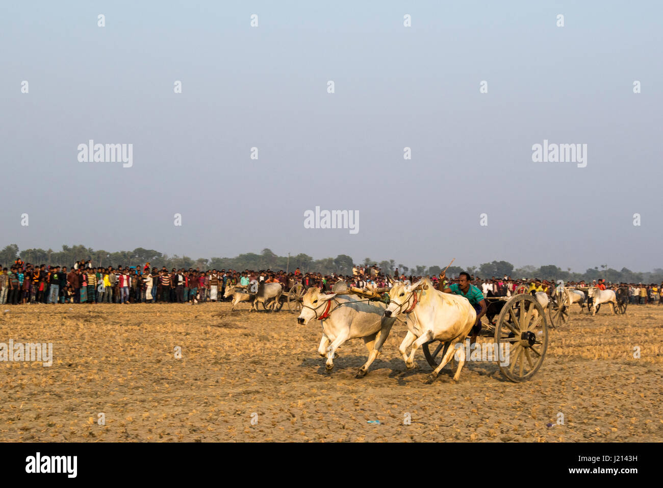 Bullock cart race in rural area in Jessore during winter season ...