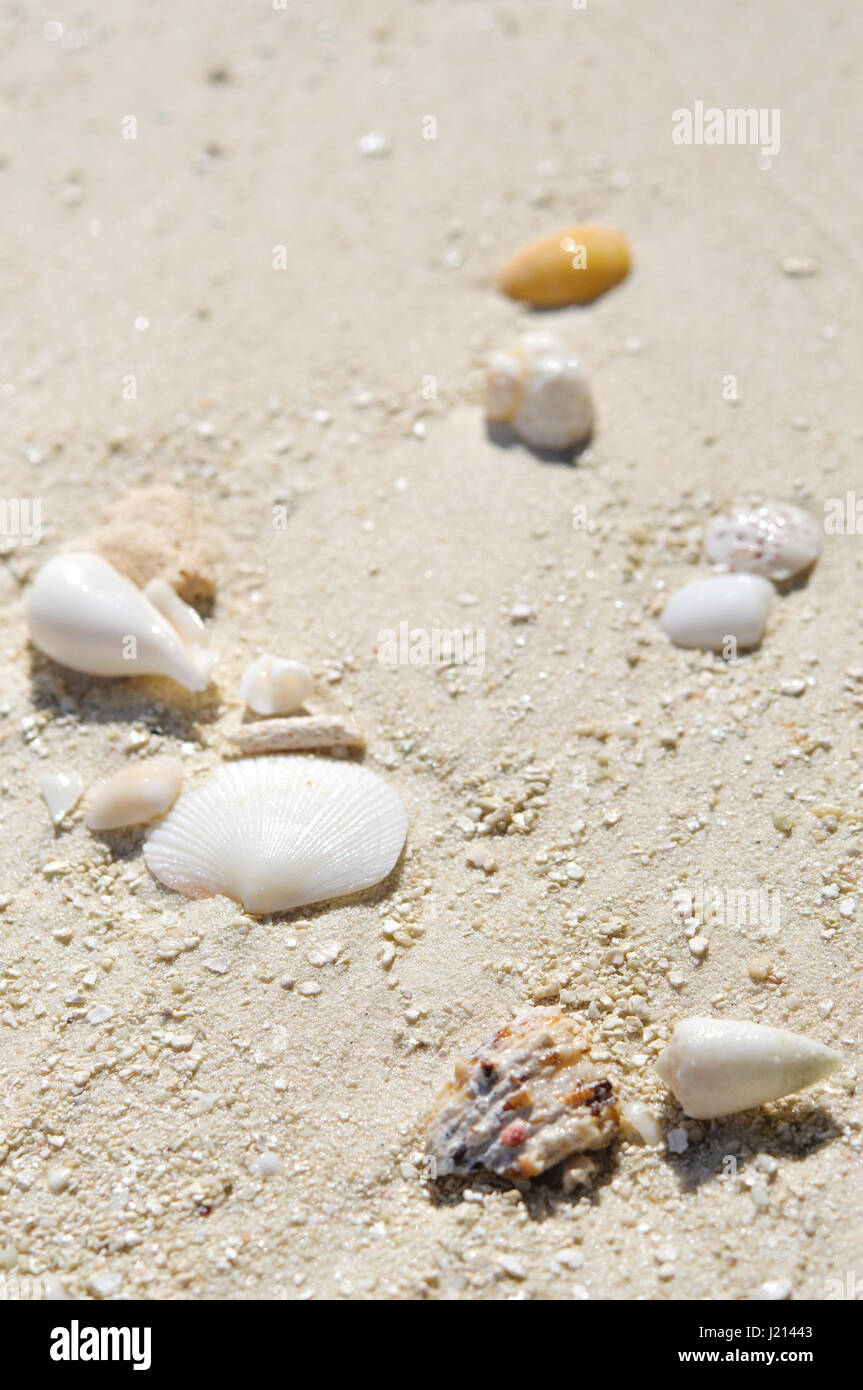 Natural sea shells on sand beach Stock Photo - Alamy