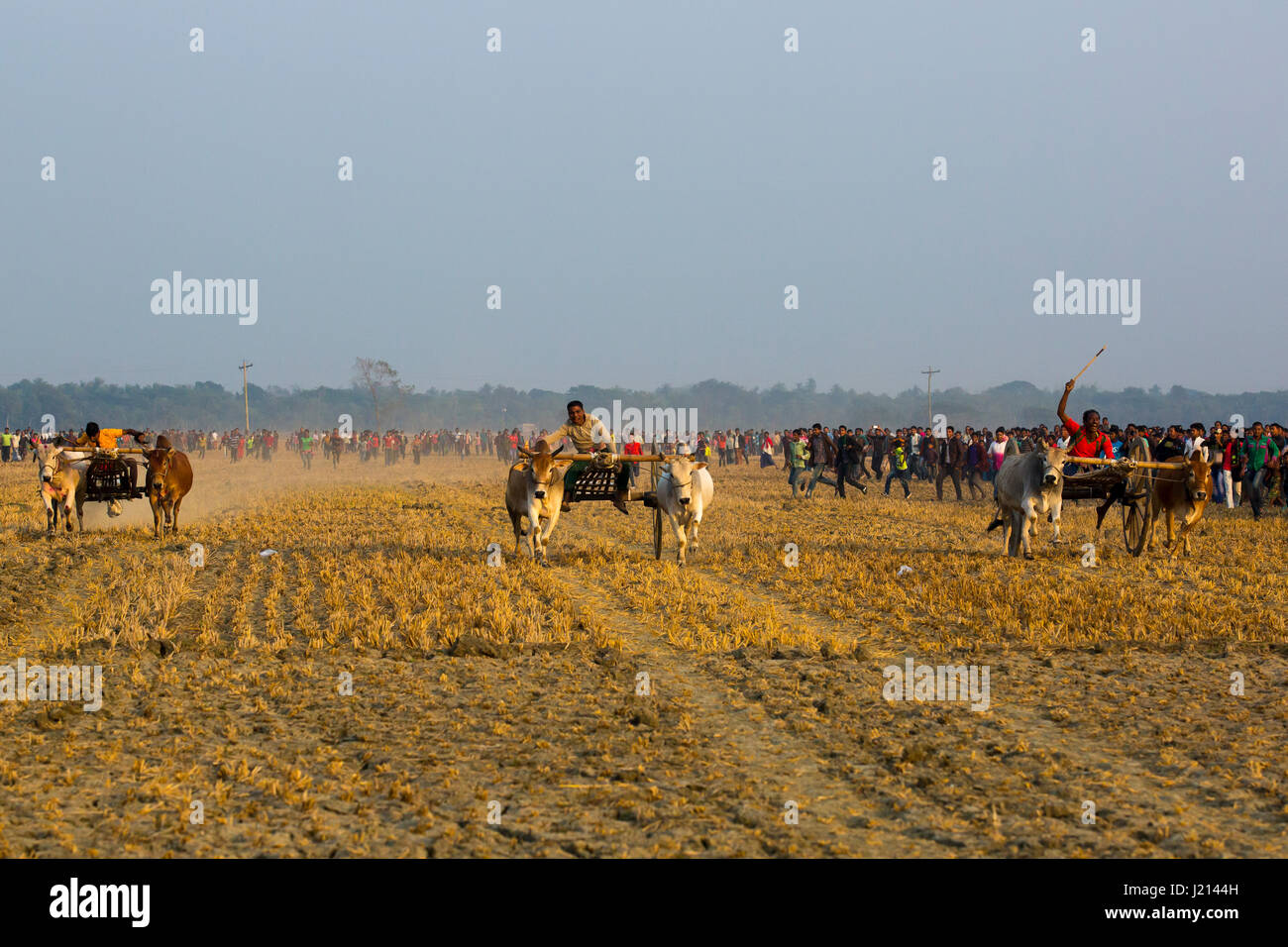 Bullock cart race hi-res stock photography and images - Alamy