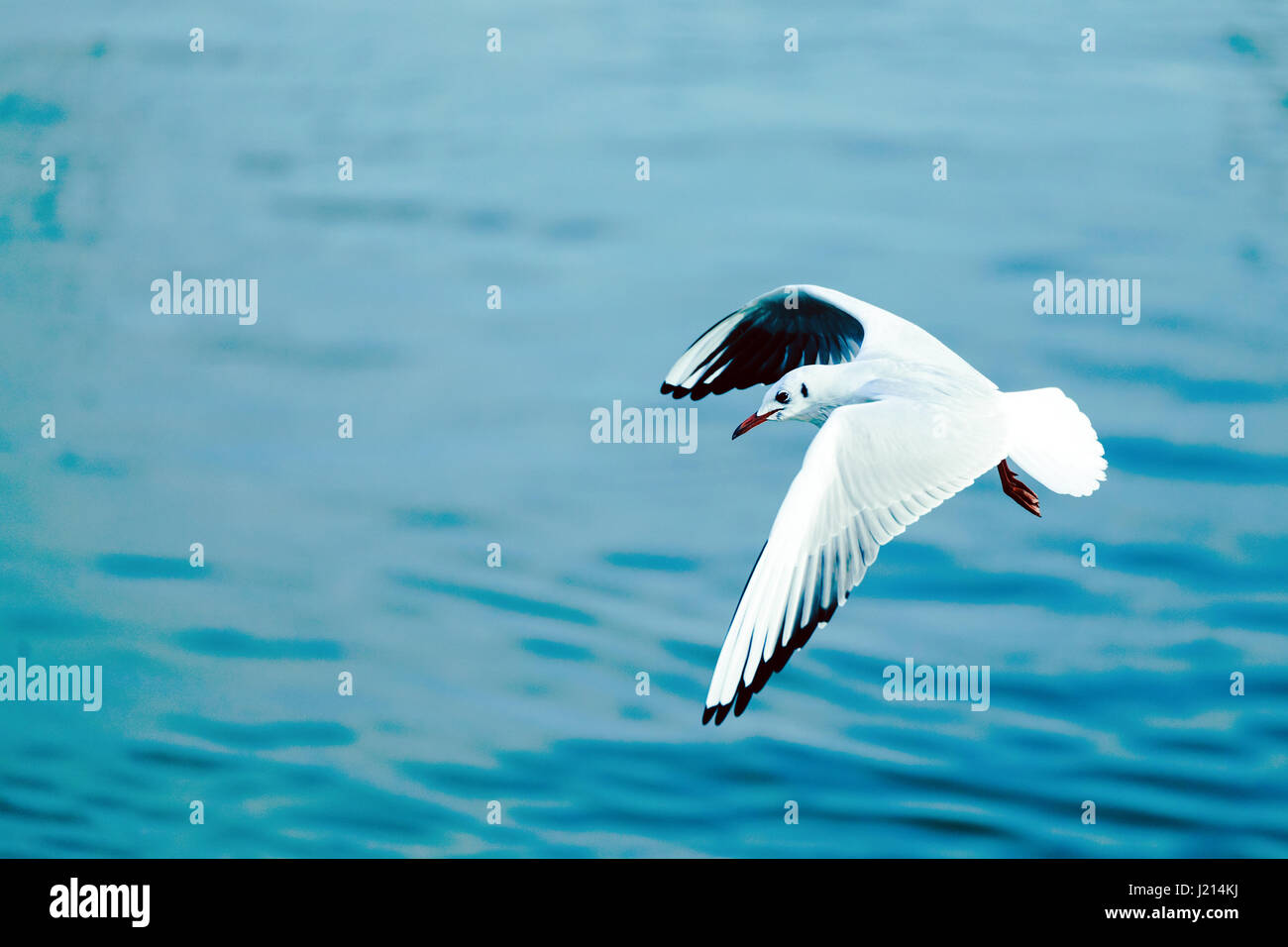 Background image of beautiful sea gulls flying Stock Photo - Alamy
