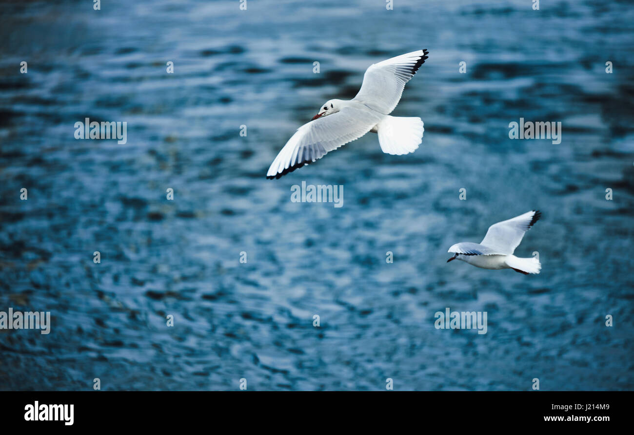 Background image of beautiful sea gulls flying Stock Photo - Alamy