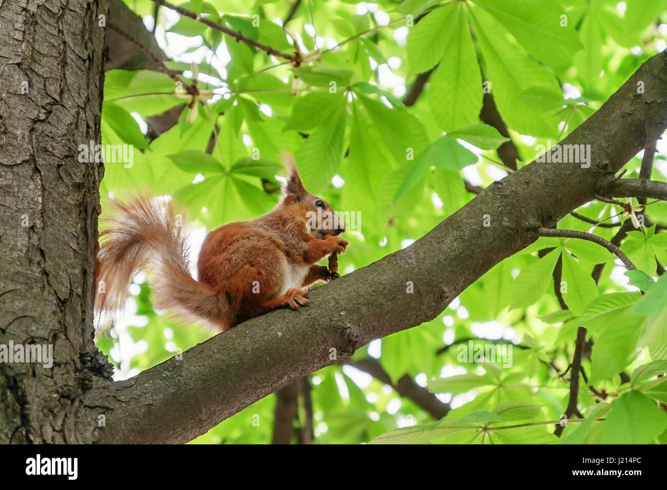 Red-haired furry squirrel sitting on a tree and eating food Stock Photo ...