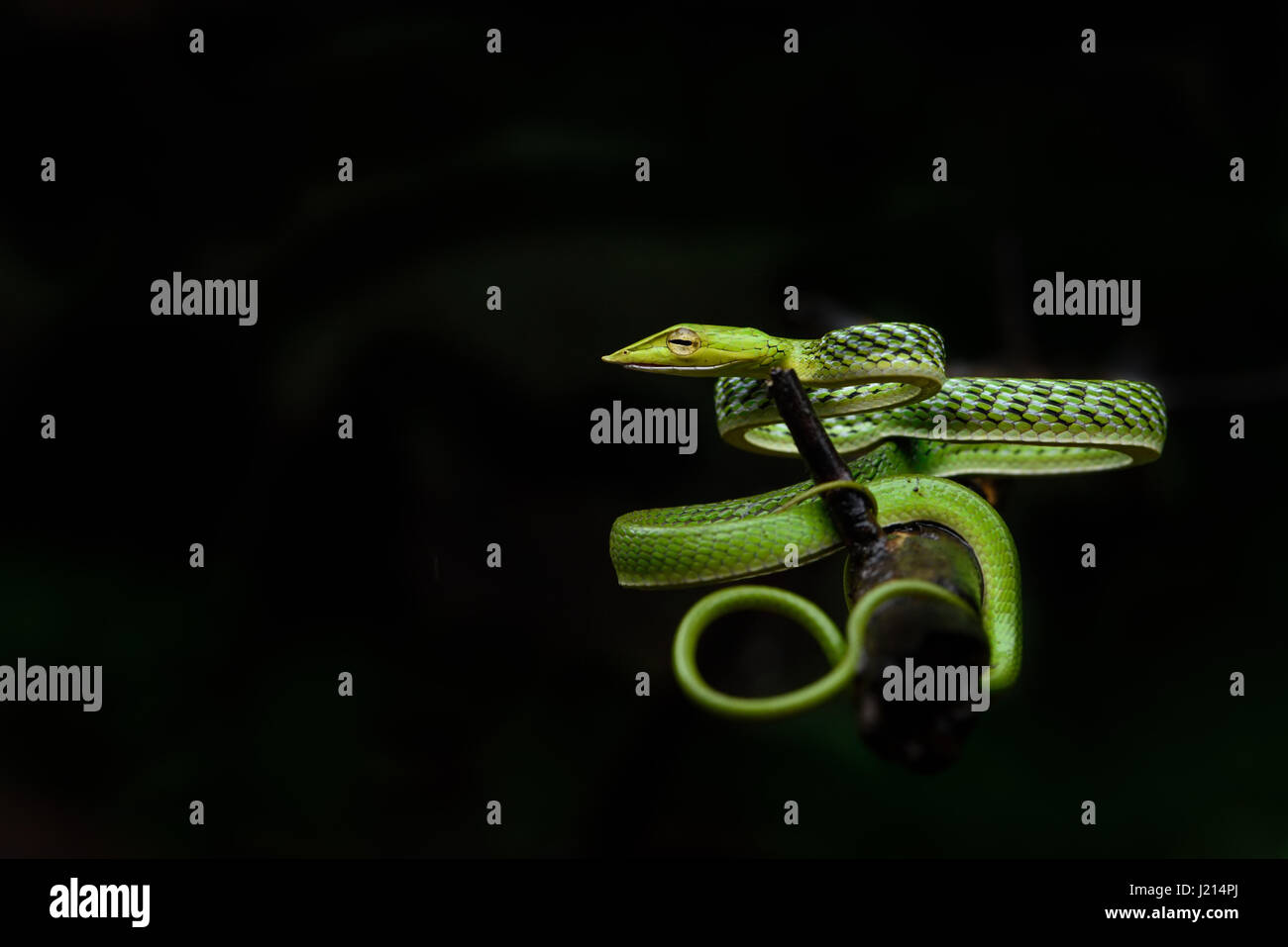 Green Vine Snake from Amboli, Western ghats Stock Photo - Alamy