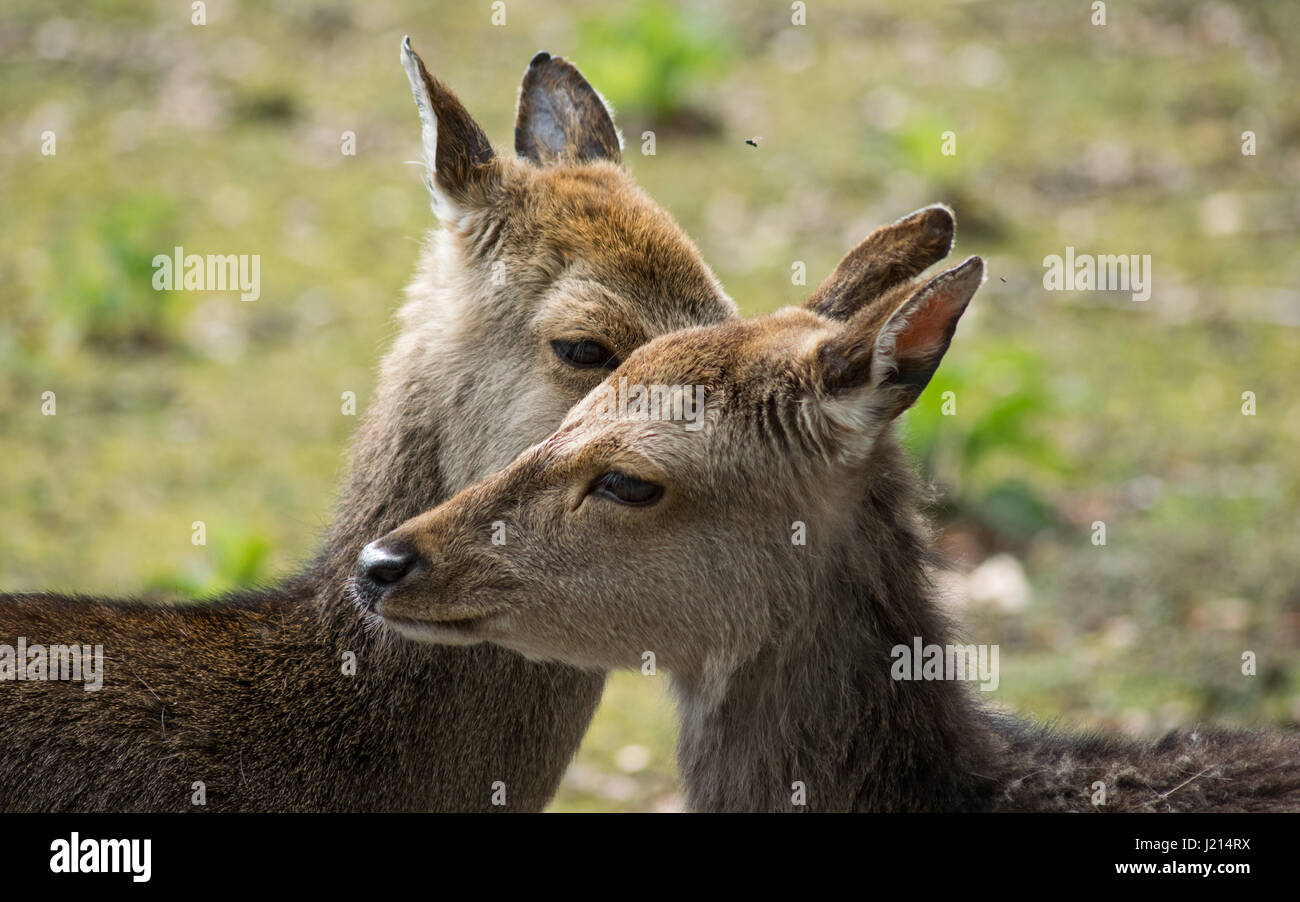 Two loving deer Stock Photo - Alamy