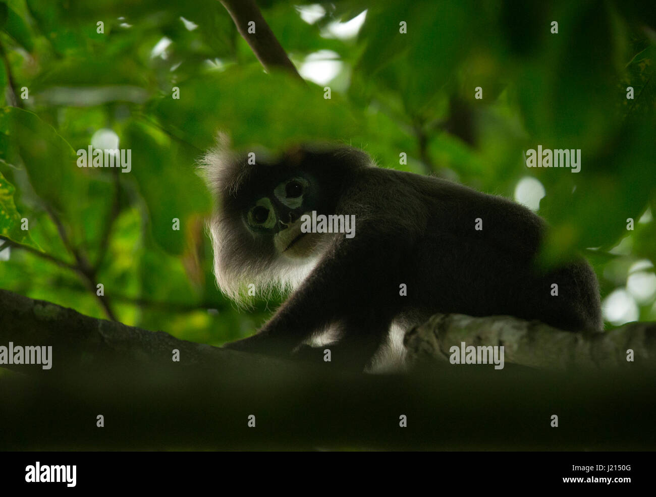 Phyr's Leaf Monkey or Spectacled Monkey in the wild Stock Photo - Alamy