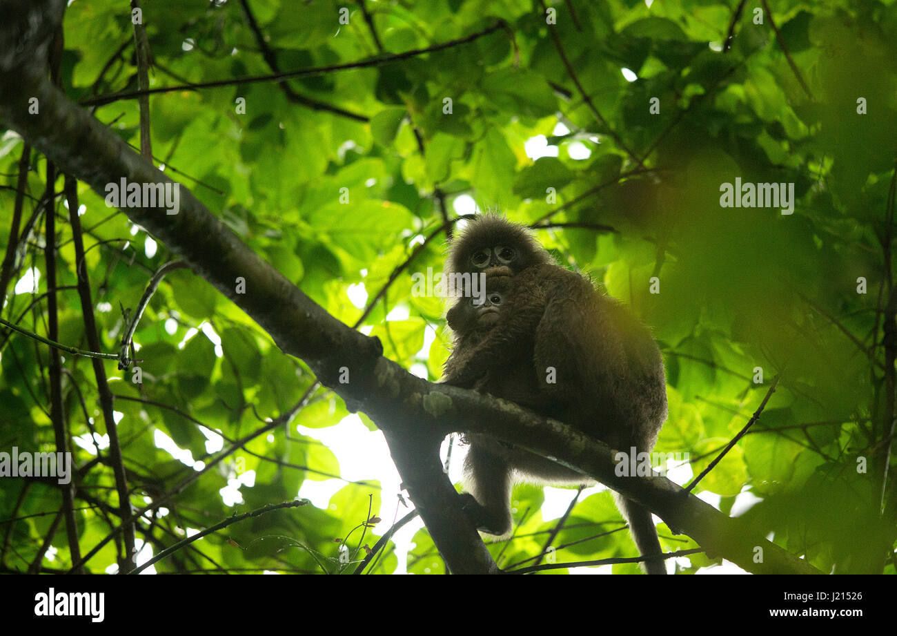Phyr's Leaf Monkey or Spectacled Monkey in the wild Stock Photo - Alamy