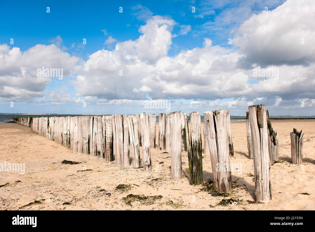Breakwater made of wooden poles at the entrance of the Westerschelde ...