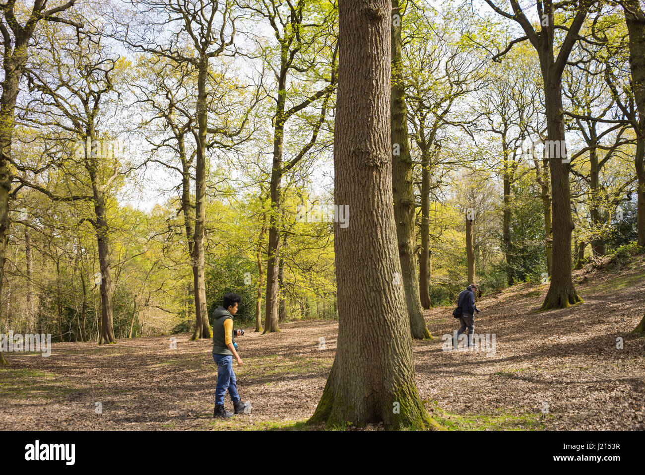 Swithland Wood High Resolution Stock Photography and Images - Alamy