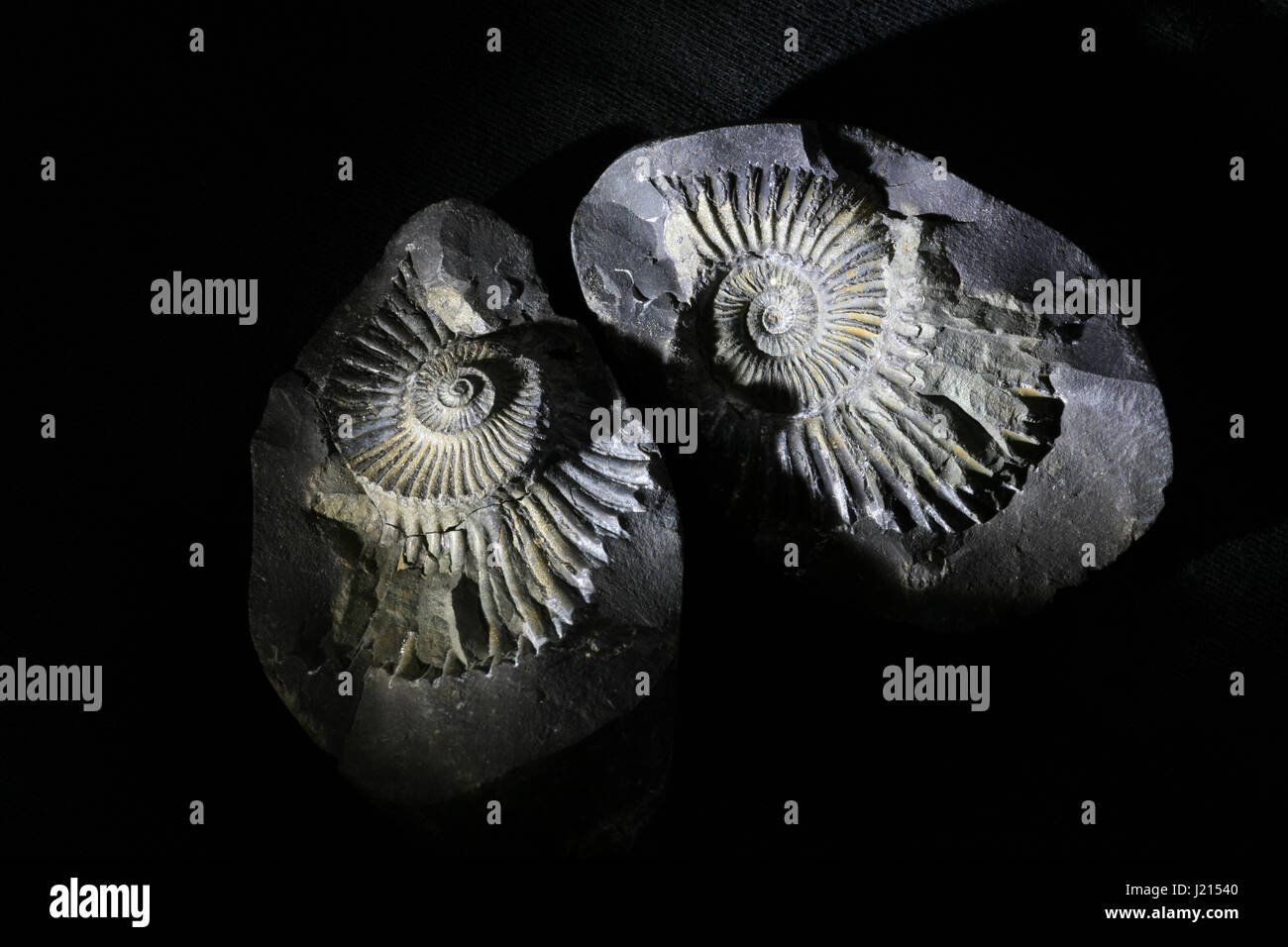 Fossil stone hi-res stock photography and images - Alamy