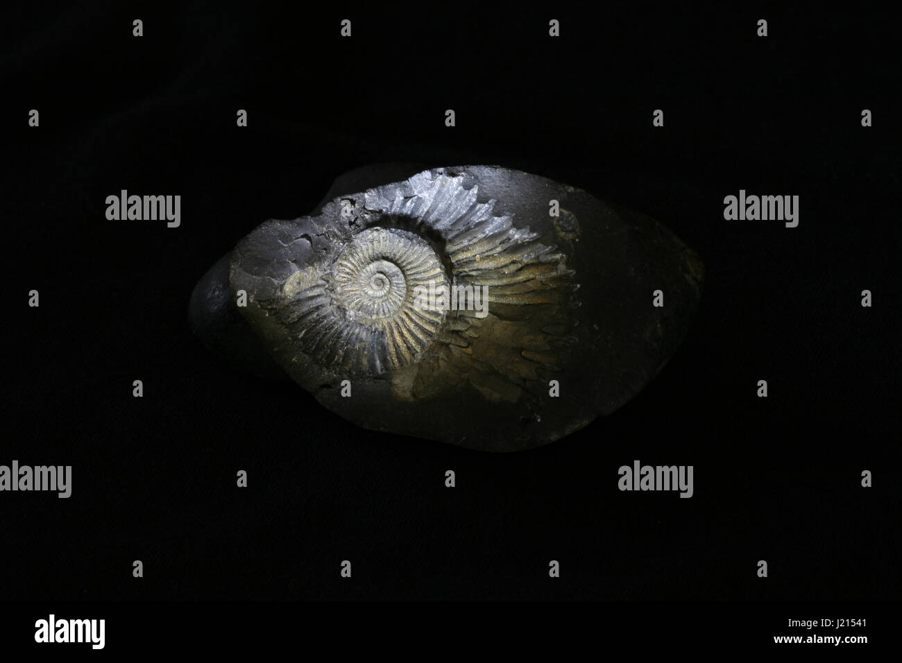 Fossil stone hi-res stock photography and images - Alamy