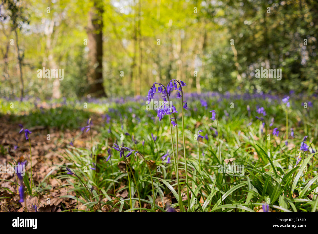 Swithland wood, Leicestershire Stock Photo - Alamy