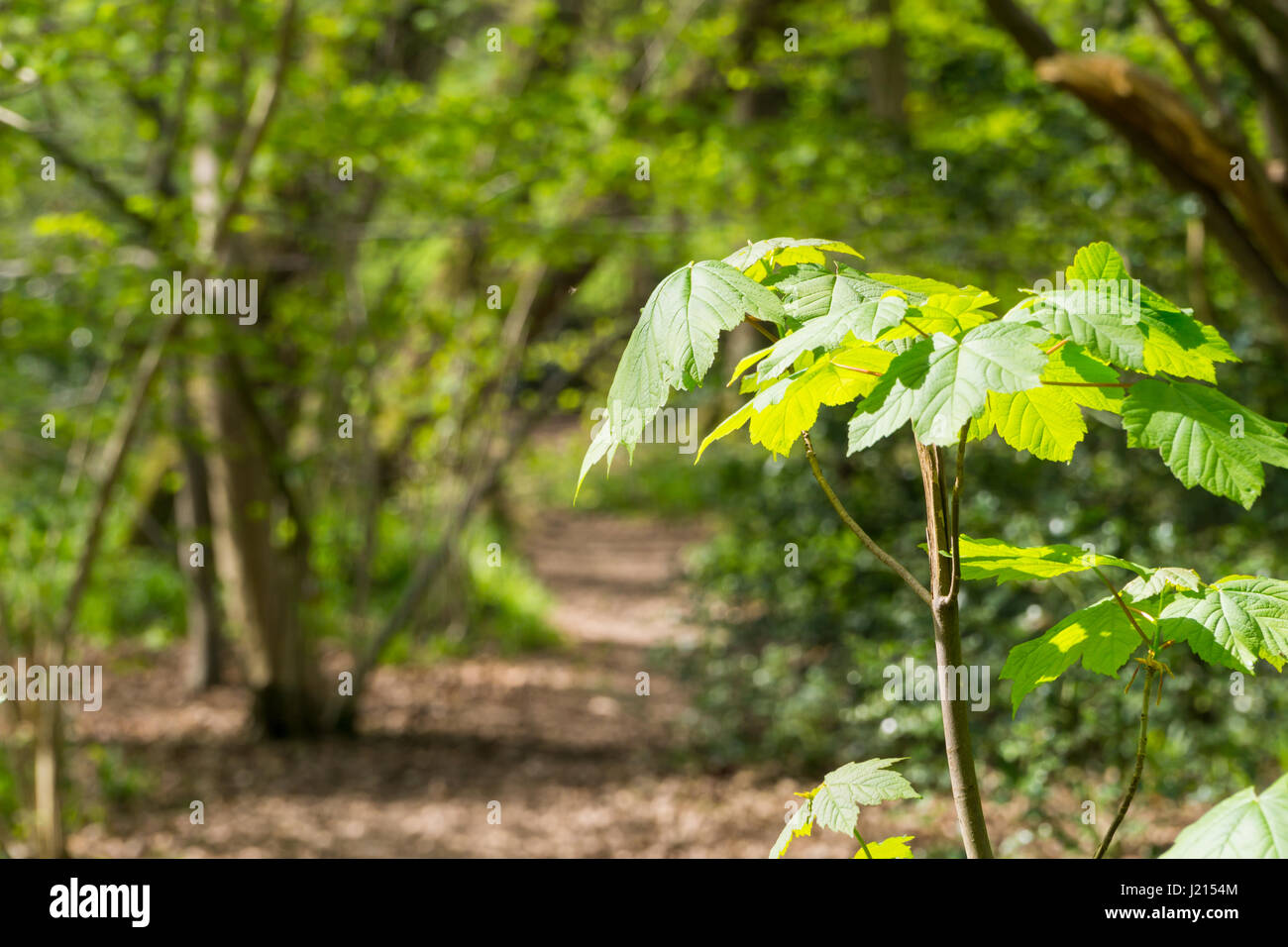 Swithland wood, Leicestershire Stock Photo - Alamy