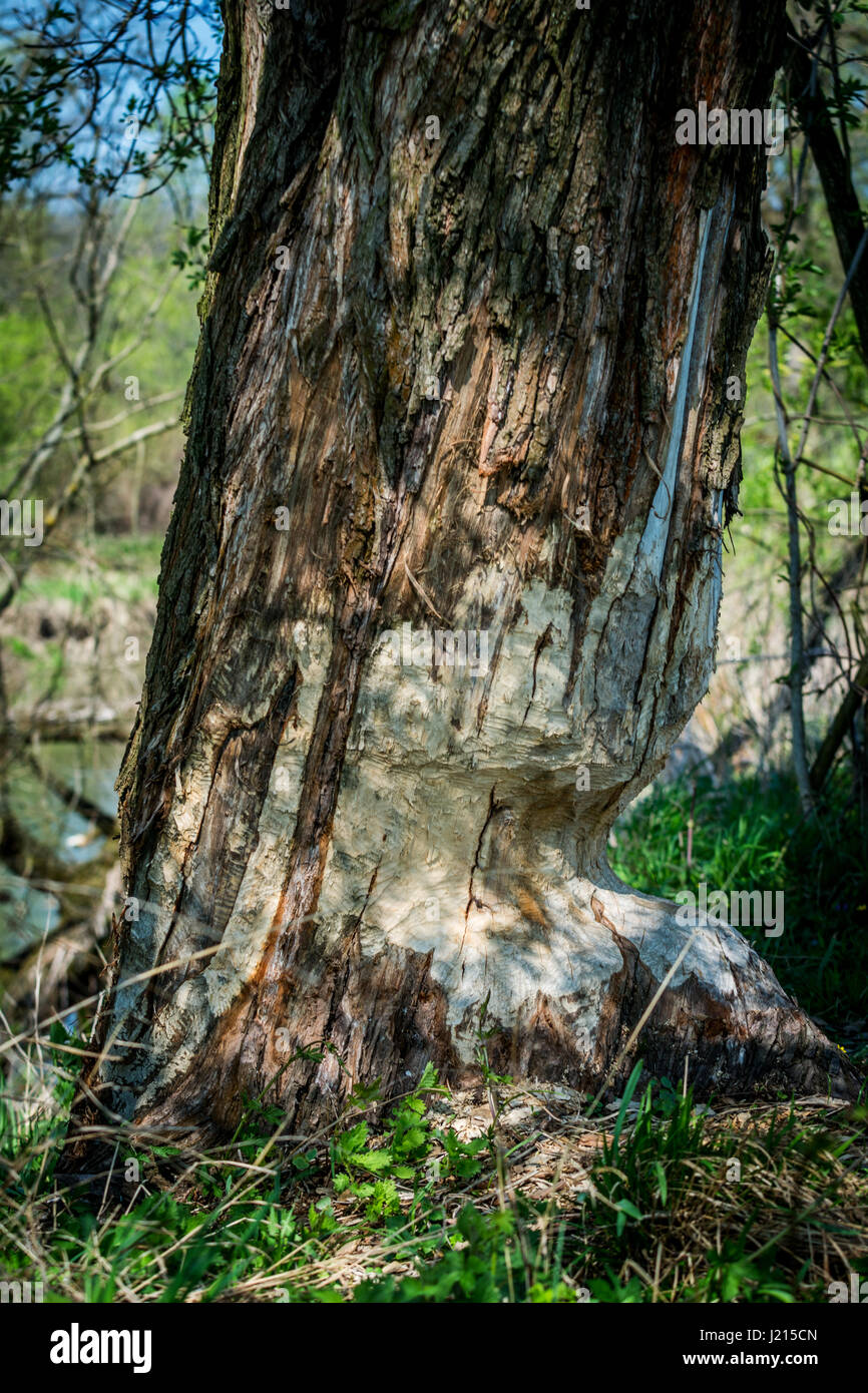 a chewed tree by beaver in the forest in a sunny day Stock Photo - Alamy