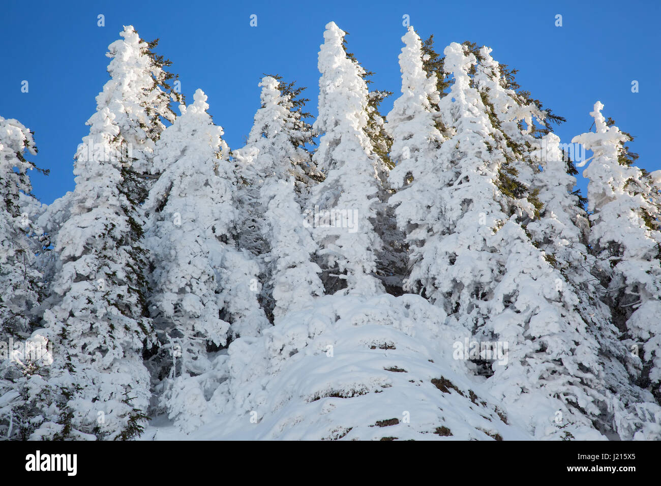 Trees covered with snow in alpine highlands of Swiss alps Stock Photo ...