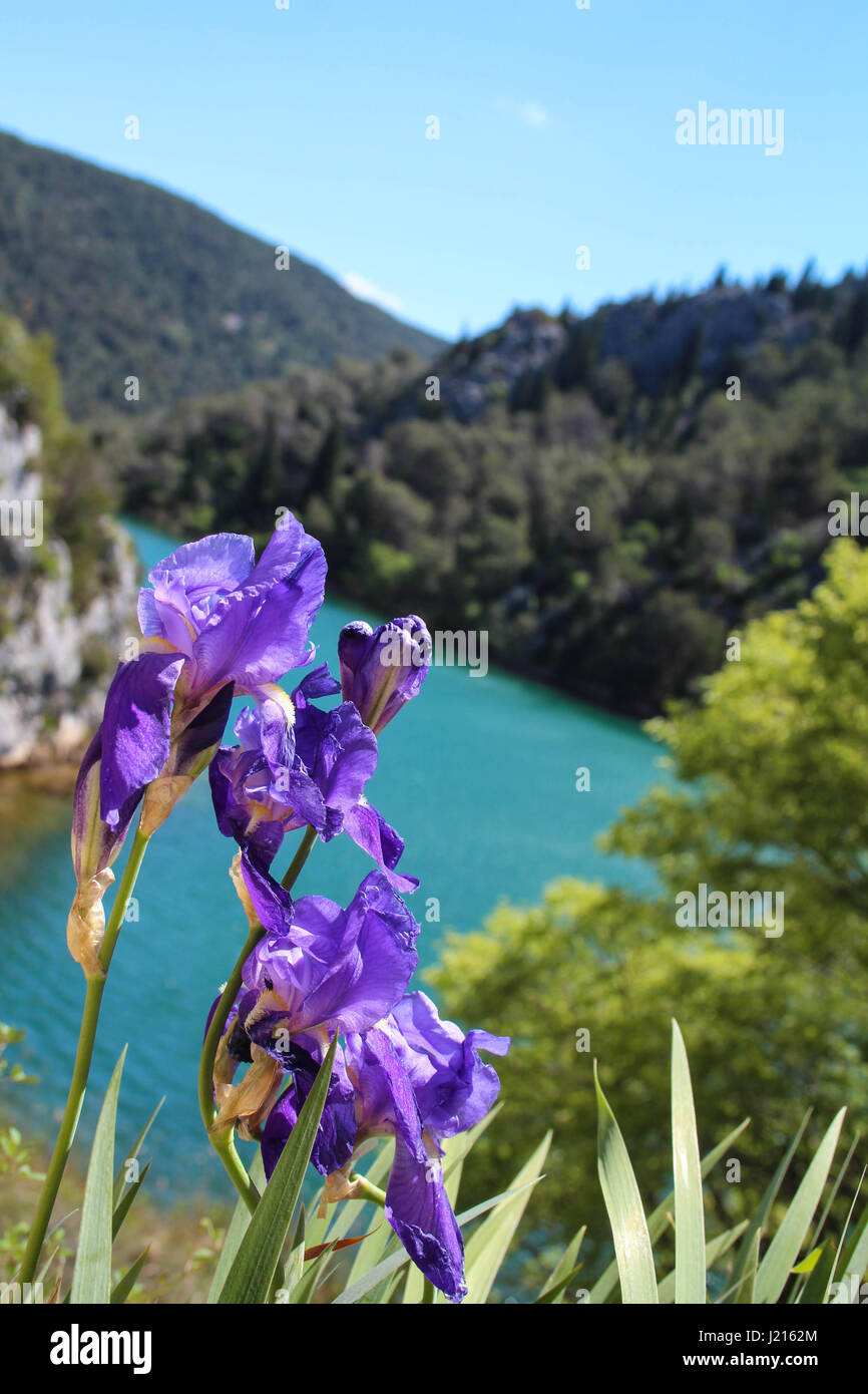 National flower of croatia hi-res stock photography and images - Alamy