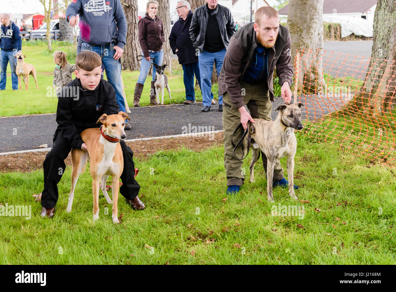 People race greyhounds during an amateur event in Toome, Northern ...