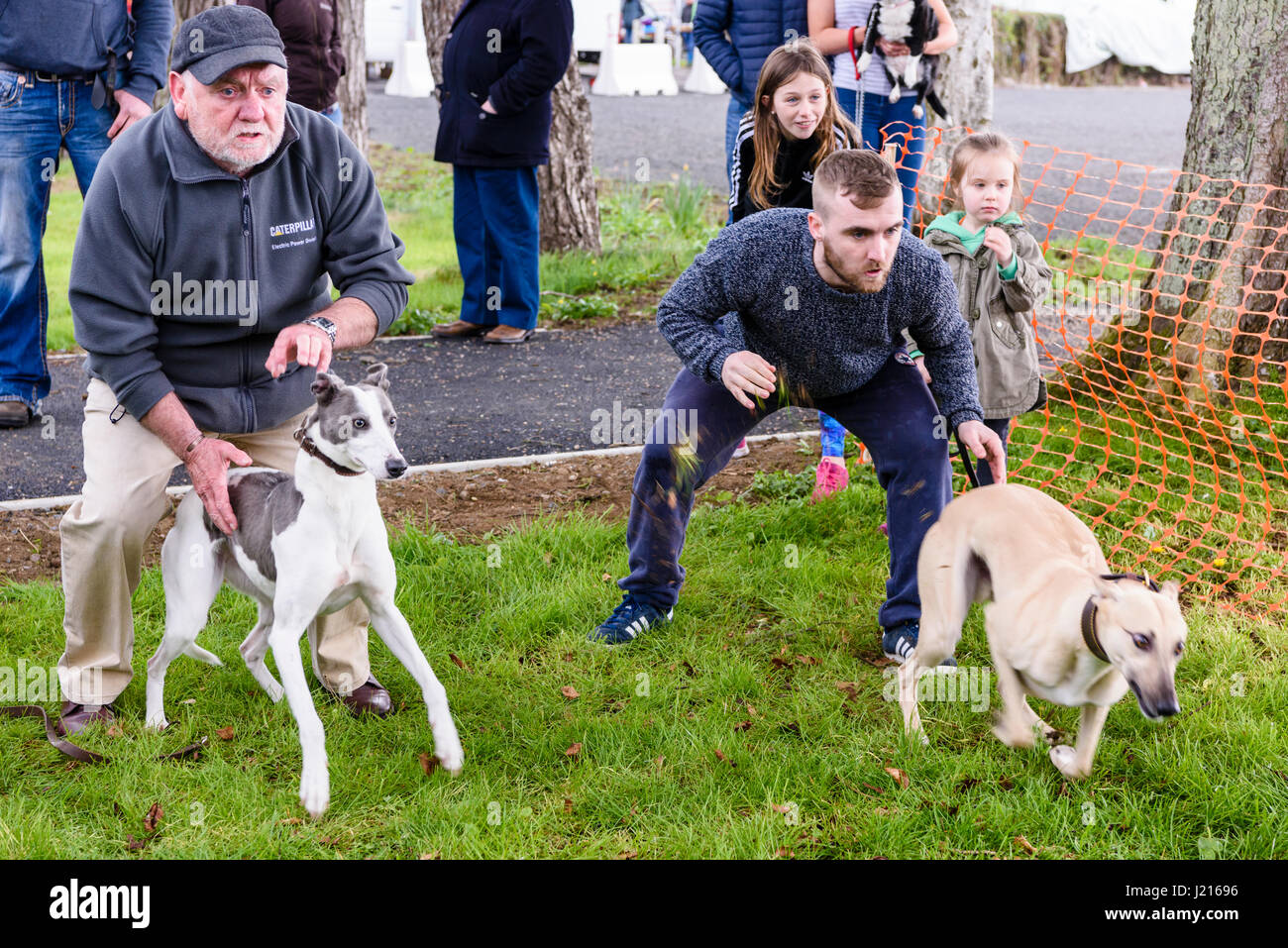 People race greyhounds during an amateur event in Toome, Northern ...