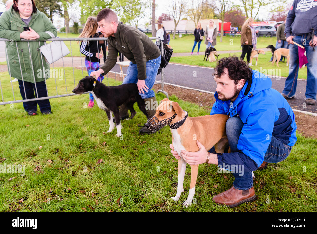 Irish greyhound racing dogs hi-res stock photography and images - Alamy
