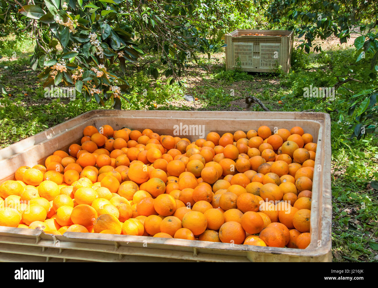Harvest of oranges hi-res stock photography and images - Alamy