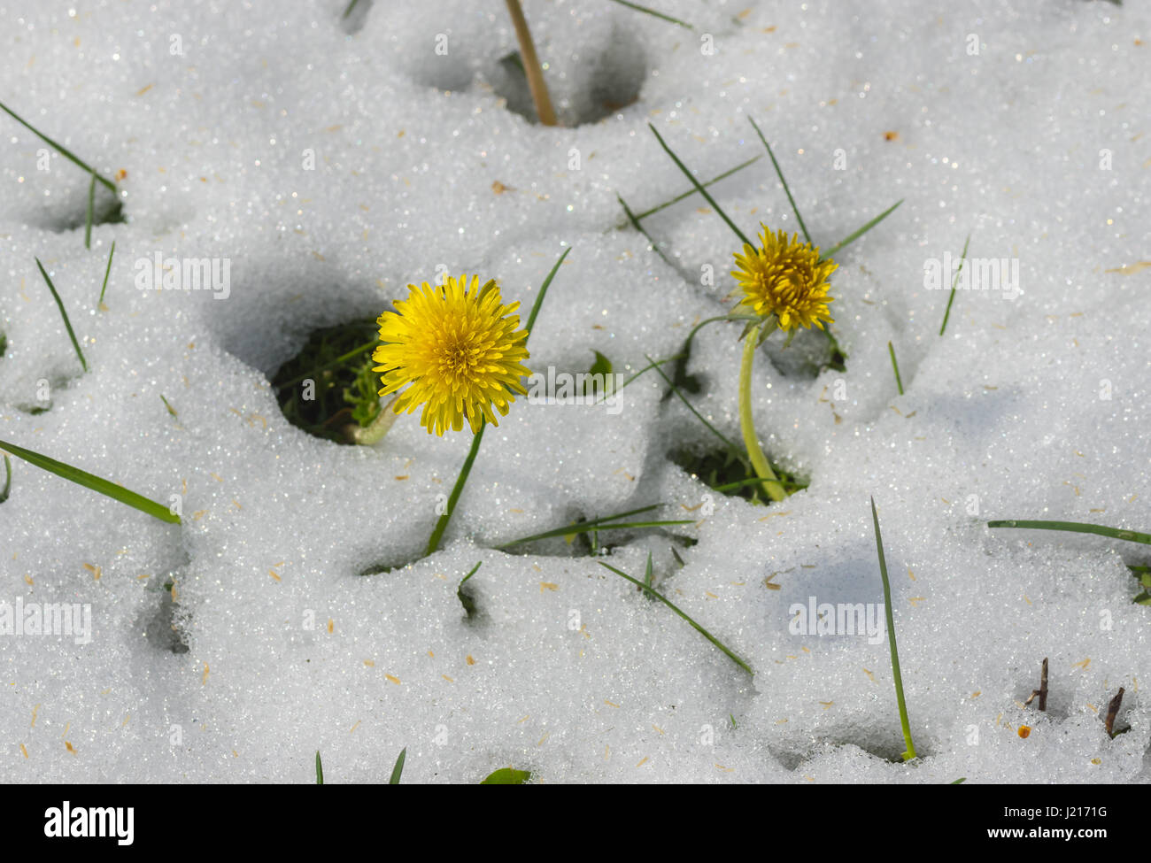 Two dandelions appearing from snow after unexpected snowfall in Dnepr ...