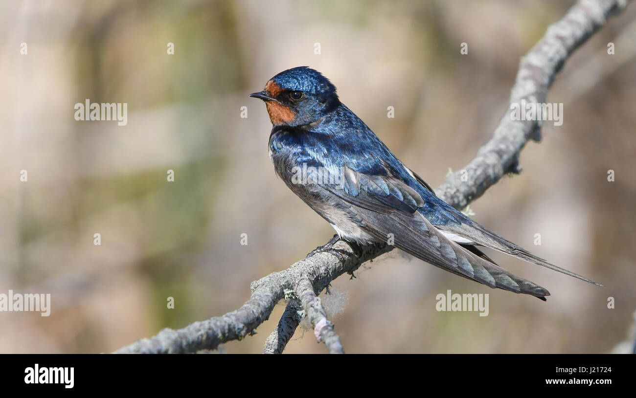 Barn swallow (Hirundo rustica) at the innkeeper Stock Photo - Alamy