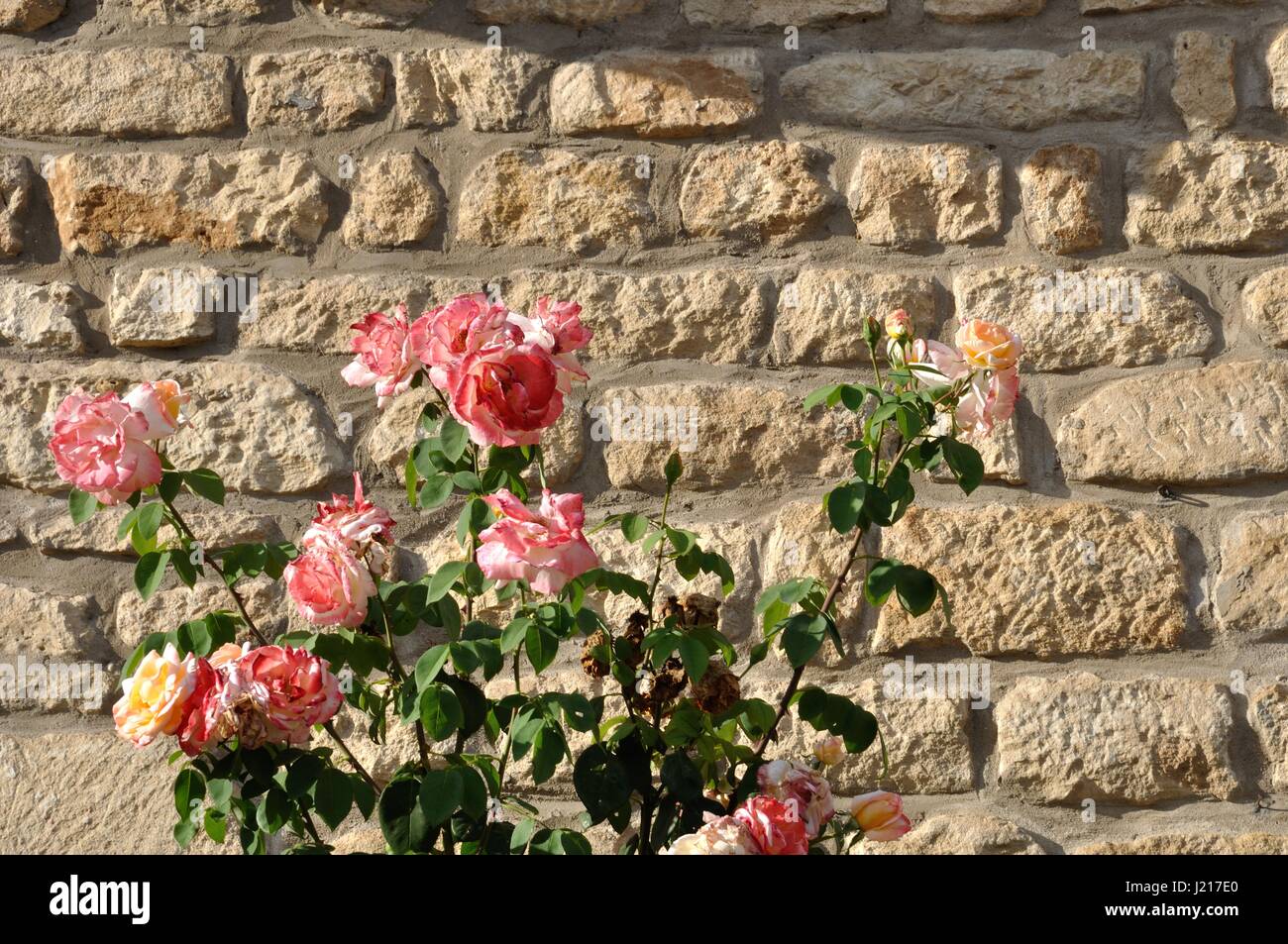 Bush of roses Stock Photo - Alamy
