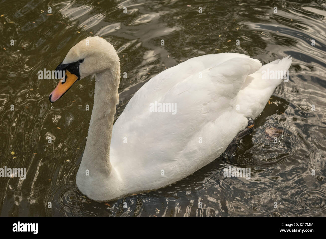 A Royal Swan in St James Park. April 2017. London, UK Stock Photo - Alamy