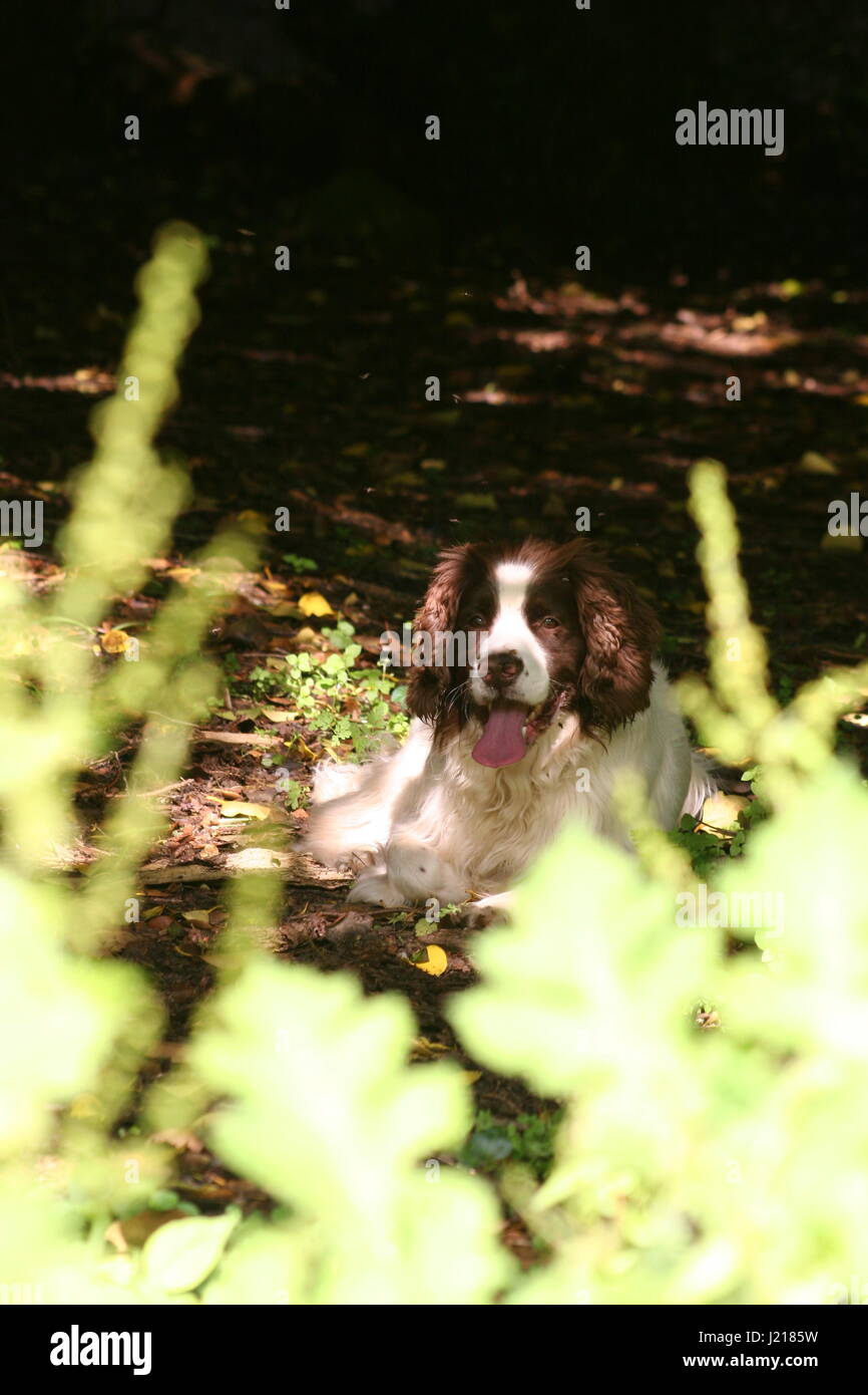 Springer spaniel brown and white hi-res stock photography and images ...
