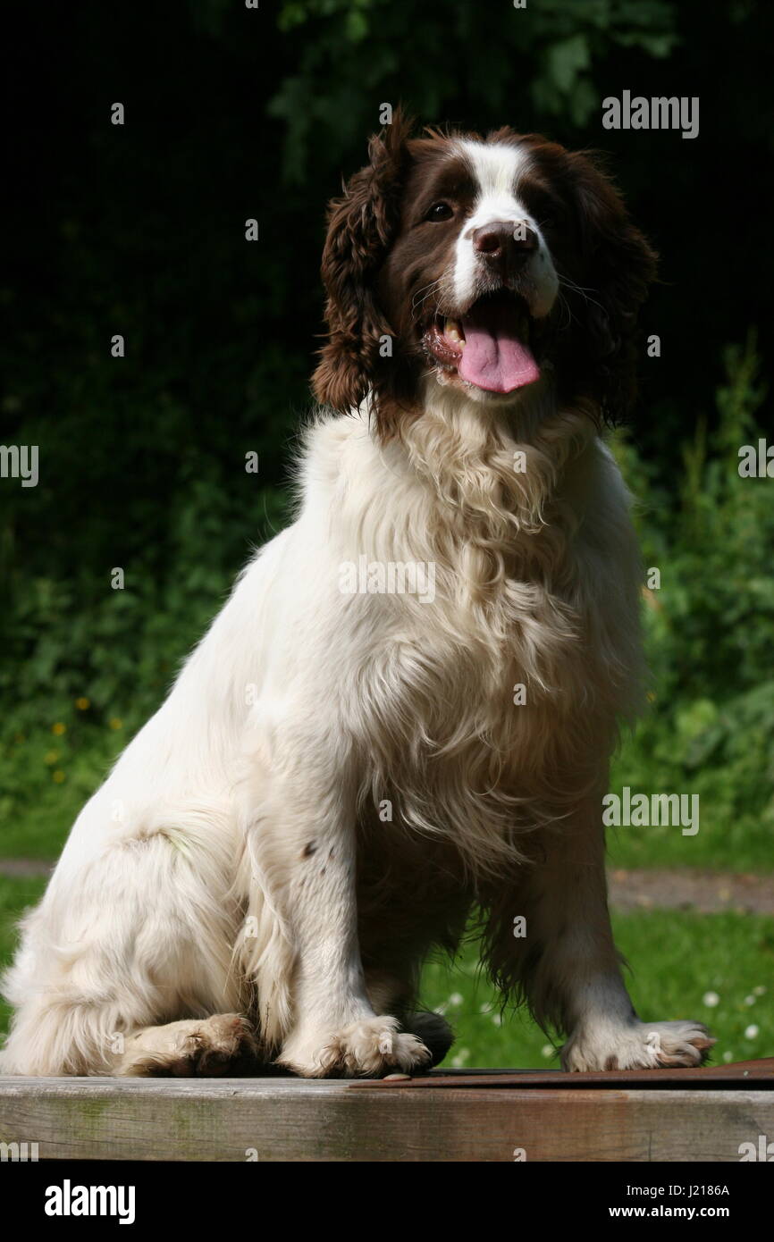 Brown & white English Springer Spaniel Stock Photo - Alamy