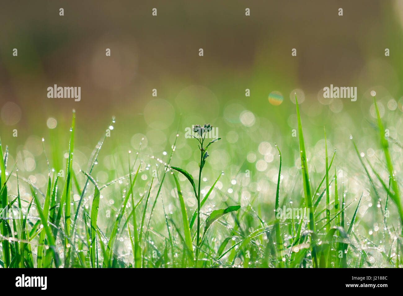 Early morning dew on green grass Stock Photo - Alamy