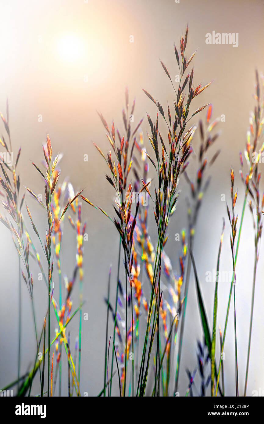 Tall stalks of grass hi-res stock photography and images - Alamy