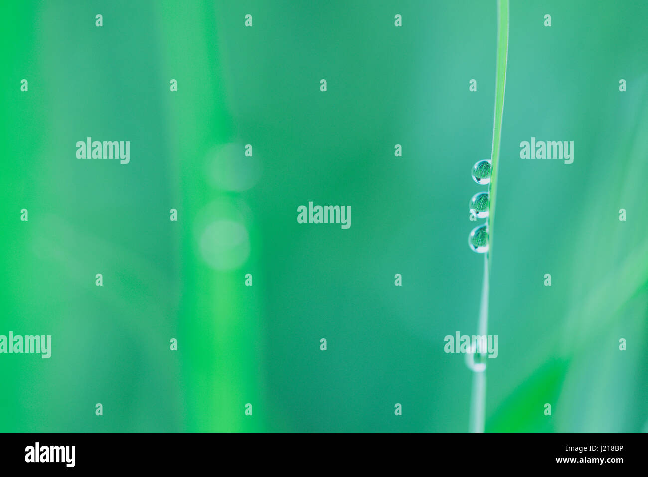 Early morning dew on green grass Stock Photo - Alamy