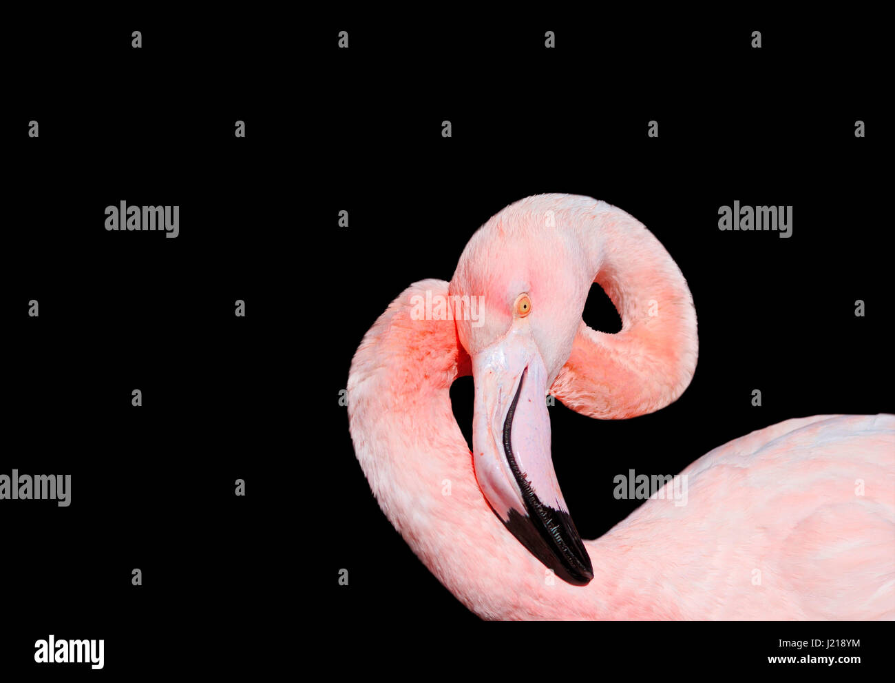 Curved head hi-res stock photography and images - Alamy