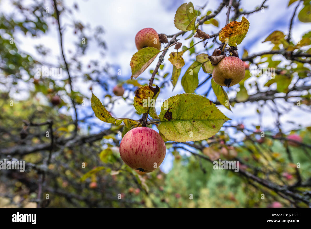 Apples in Chernobyl-2 military base, Chernobyl Nuclear Power Plant Zone ...