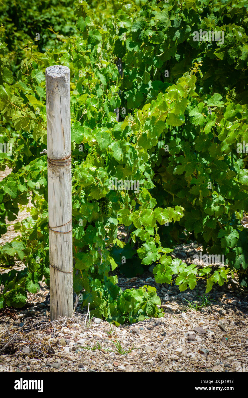 Wooden trellises hi-res stock photography and images - Alamy