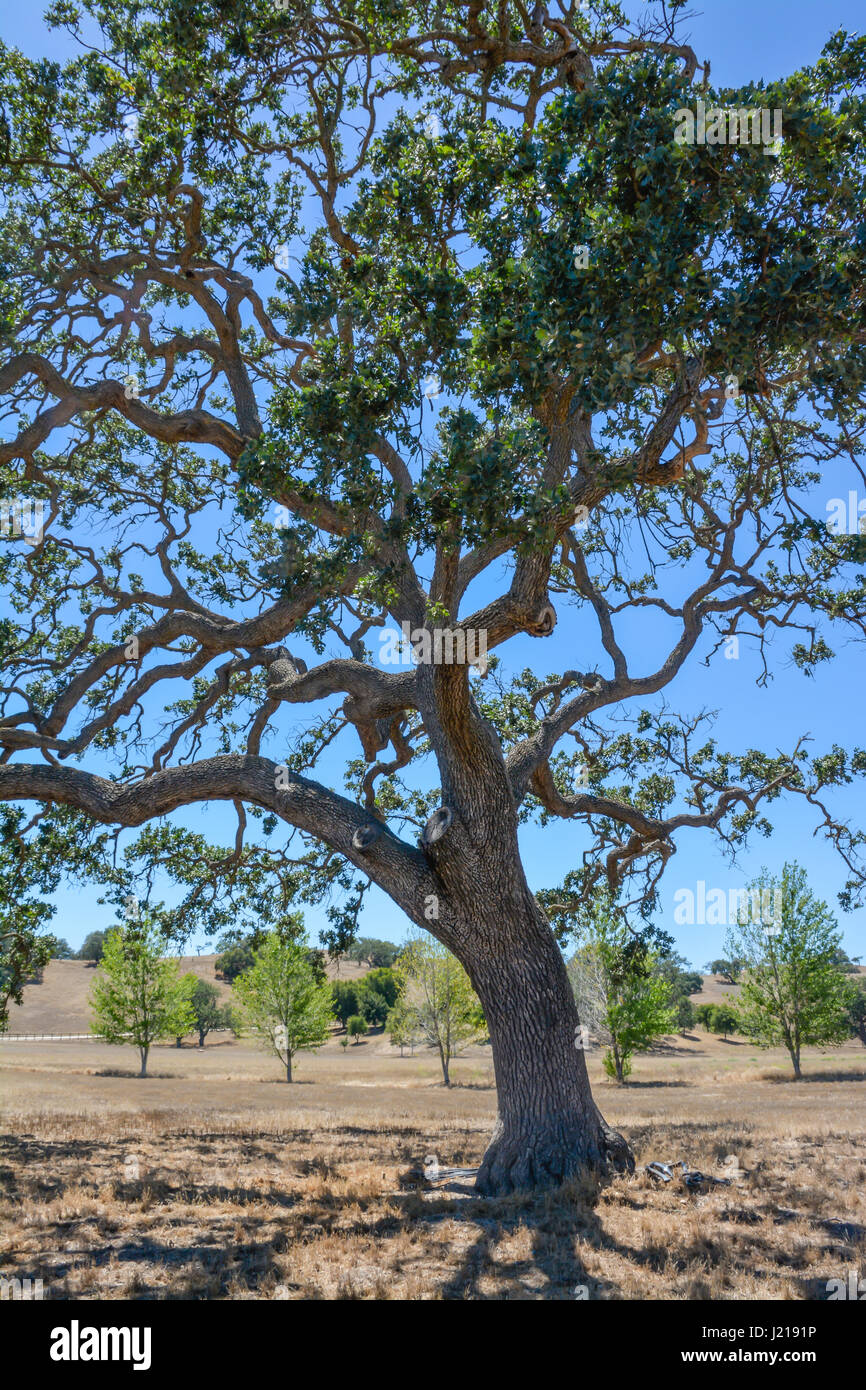 Impressive Coastal Live oak tree appears majestic amongst the sage ...