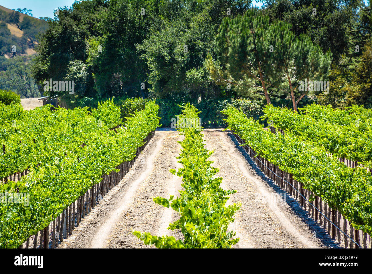 Trellises of grapevines trail along the rows of a vineyard amongst the ...