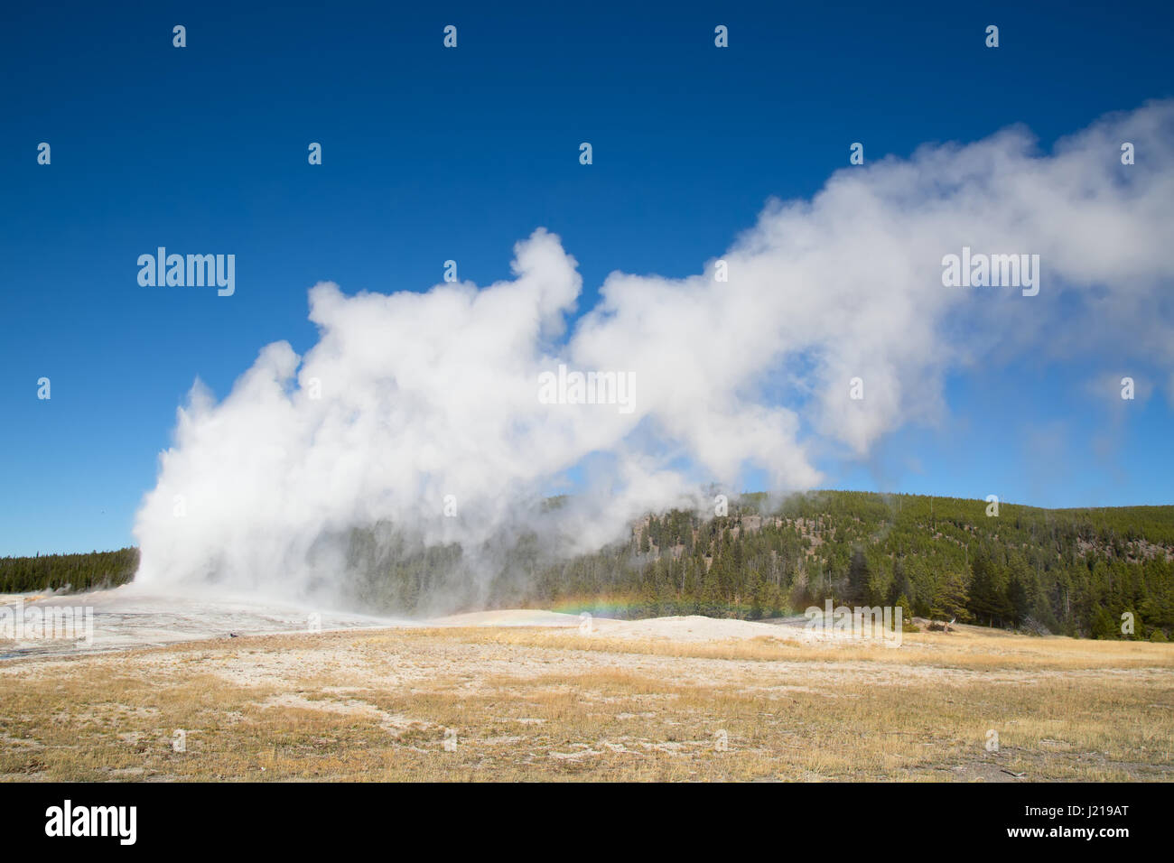 Old Faithful geyser eruption in the Yellowstone national park, USA ...
