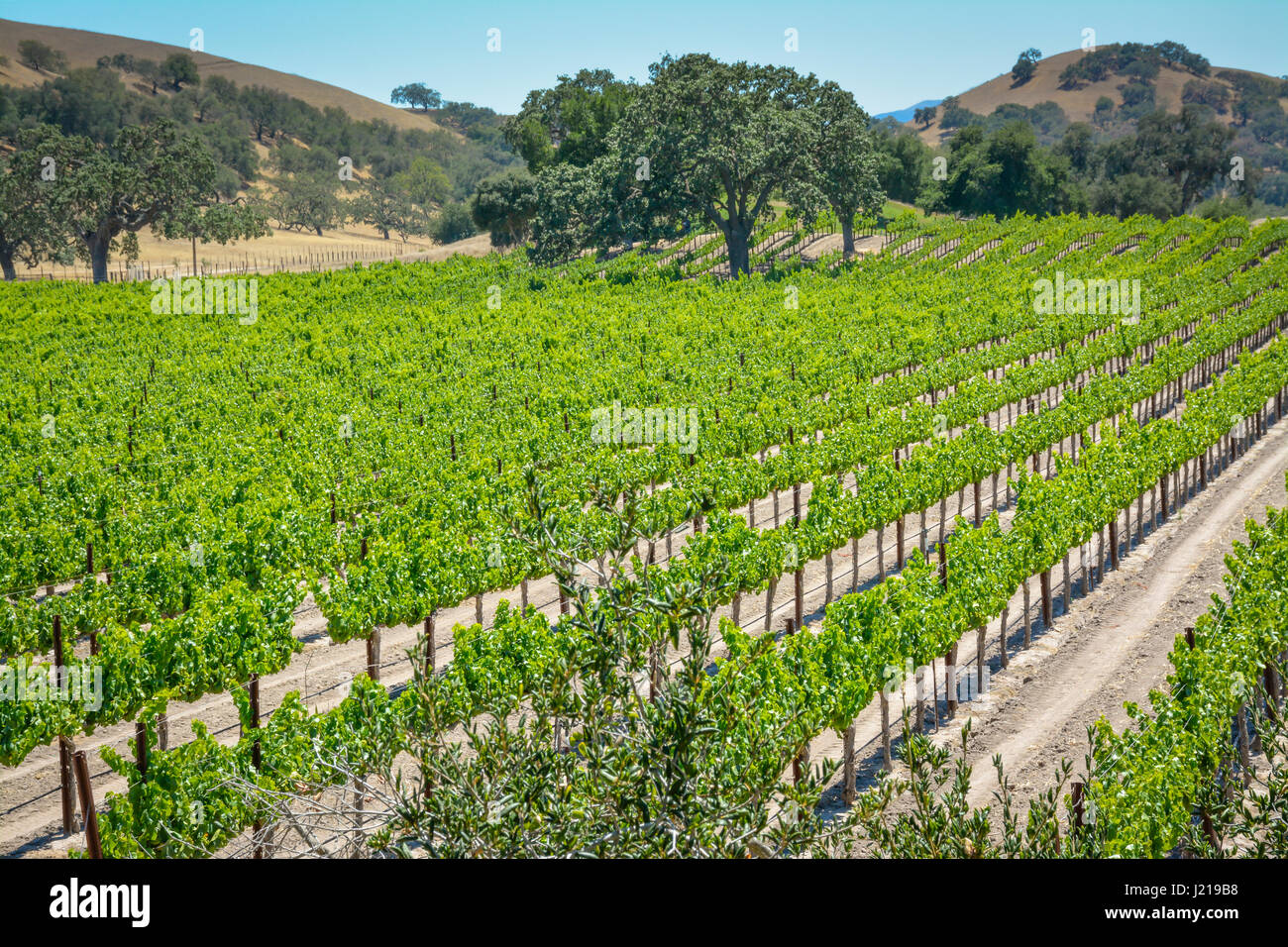 Trellises of grapevines trail along the rows of a vineyard amongst the ...