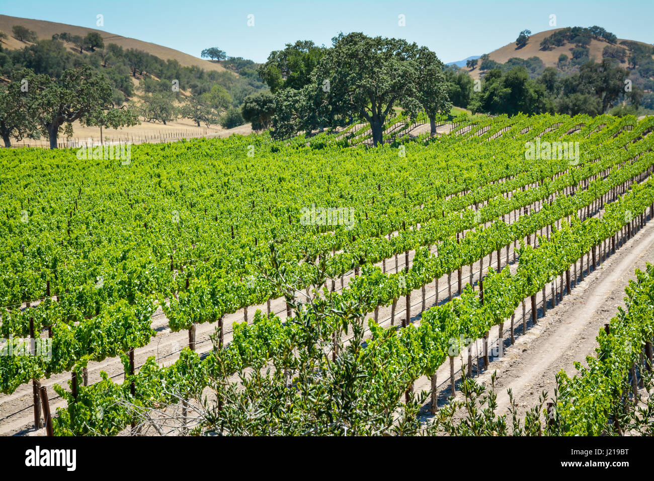 Trellises of grapevines trail along the rows of a vineyard amongst the ...