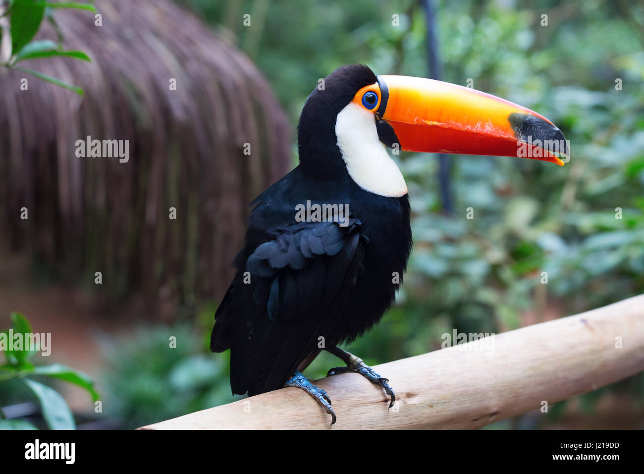 Colorful tucan in the wild Stock Photo - Alamy