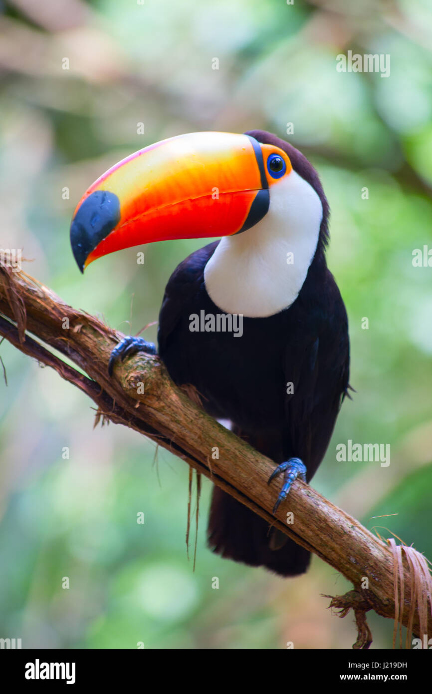 Colorful tucan in the wild Stock Photo - Alamy