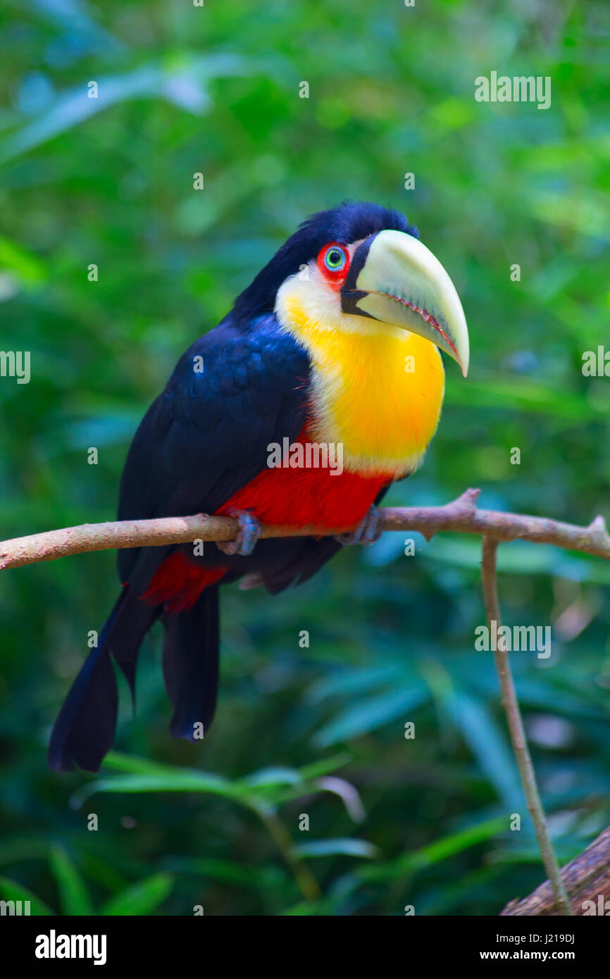 Colorful tucan in the wild Stock Photo - Alamy