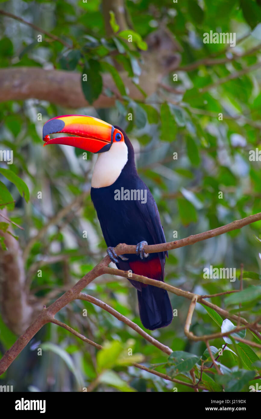 Colorful tucan in the wild Stock Photo - Alamy